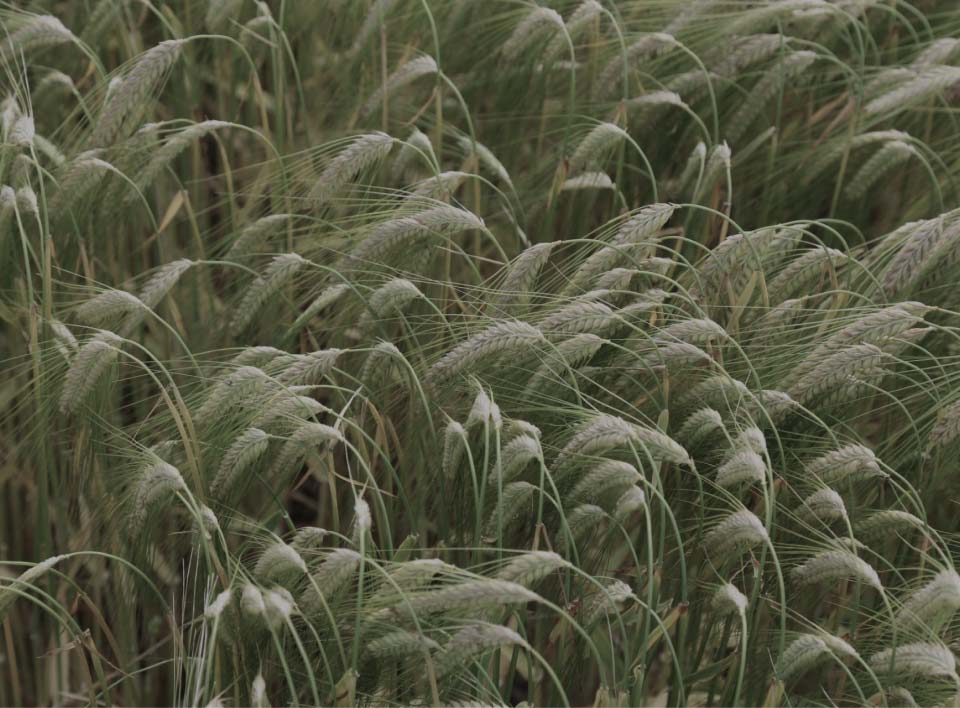 Элитные семена пшеницы НПФ Селекционер Дона