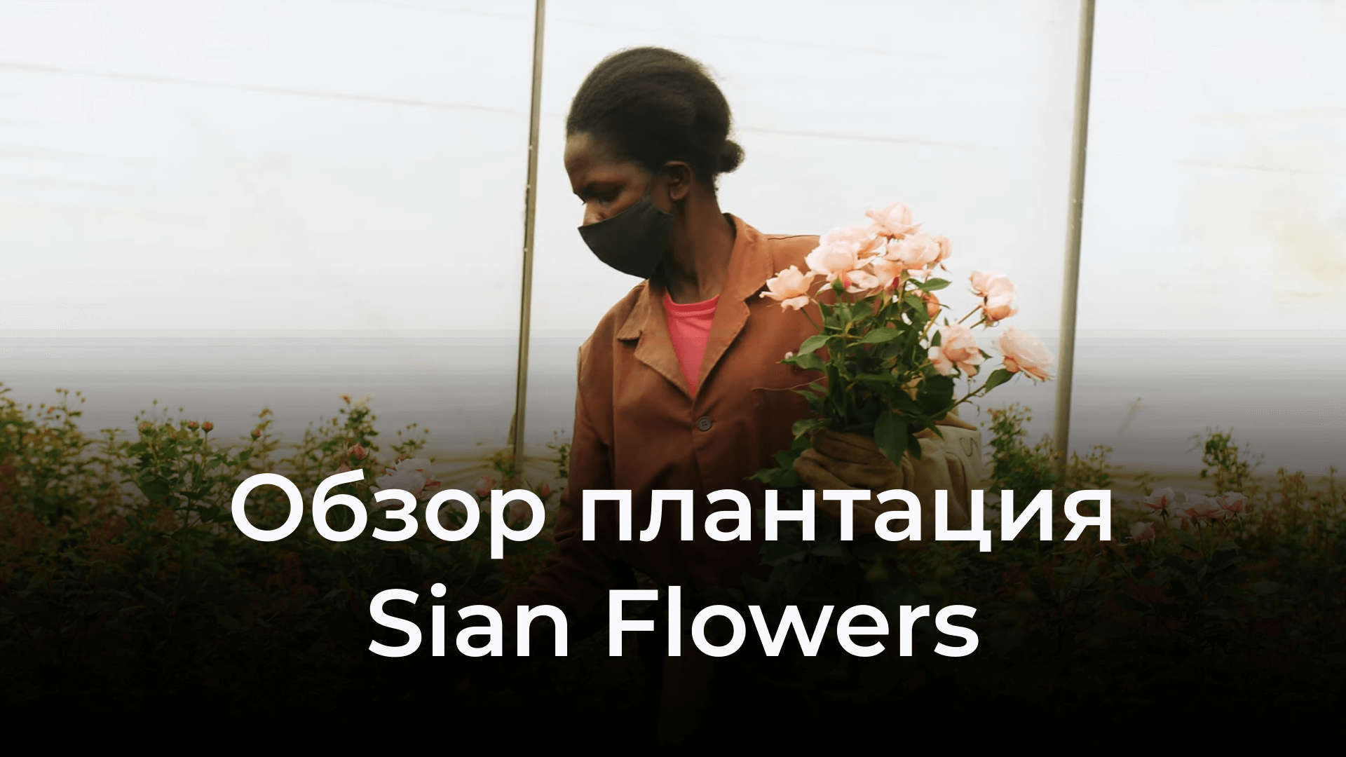 Плантация Sian Flowers: обзор ведущего производителя цветов из Кении