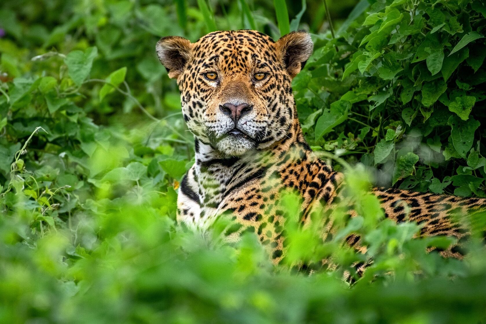 Expedition with biologist Ivan Kvasov from Serrado to Pantanal in June ...