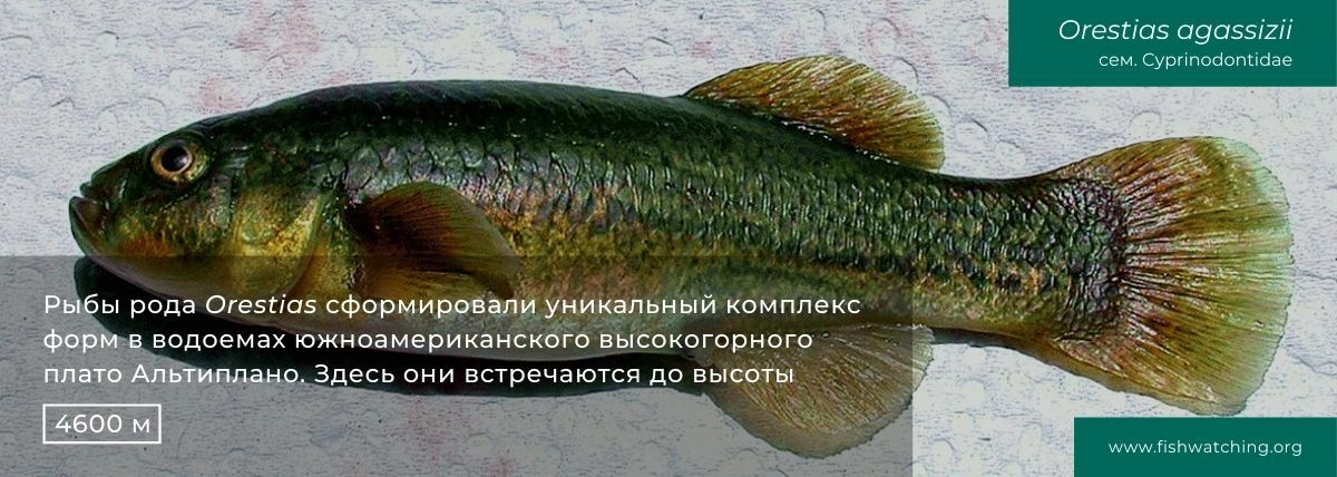 Самые высокогорные рыбы мира