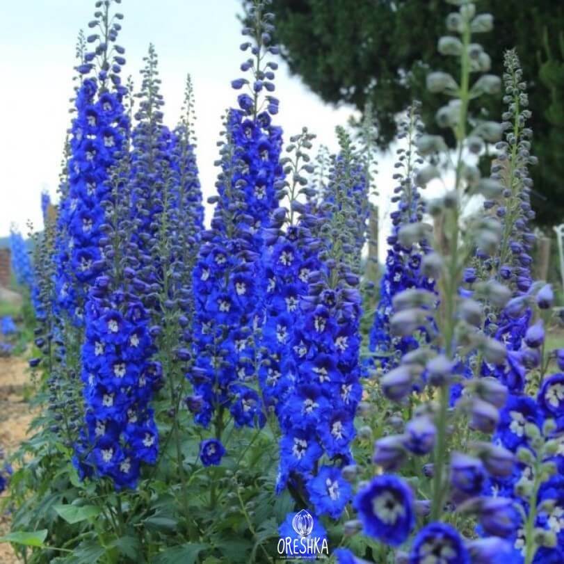 Delphinium blue bird fresh seeds, Pacific giant blue bird, Blue delphinium | Oreshka seeds