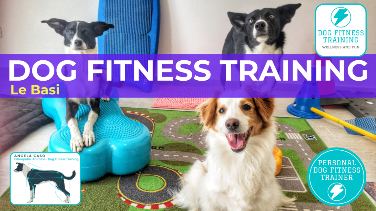 Personal Dog Fitness Trainer