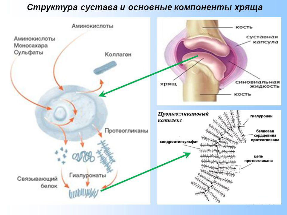 ЖИВОЙ КОЛЛАГЕН для суставов, связок, хрящей (коллаген 2-го типа)