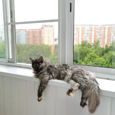Антикошка на раздвижные окна балкона купить в Москве | Сетка для кошек ...
