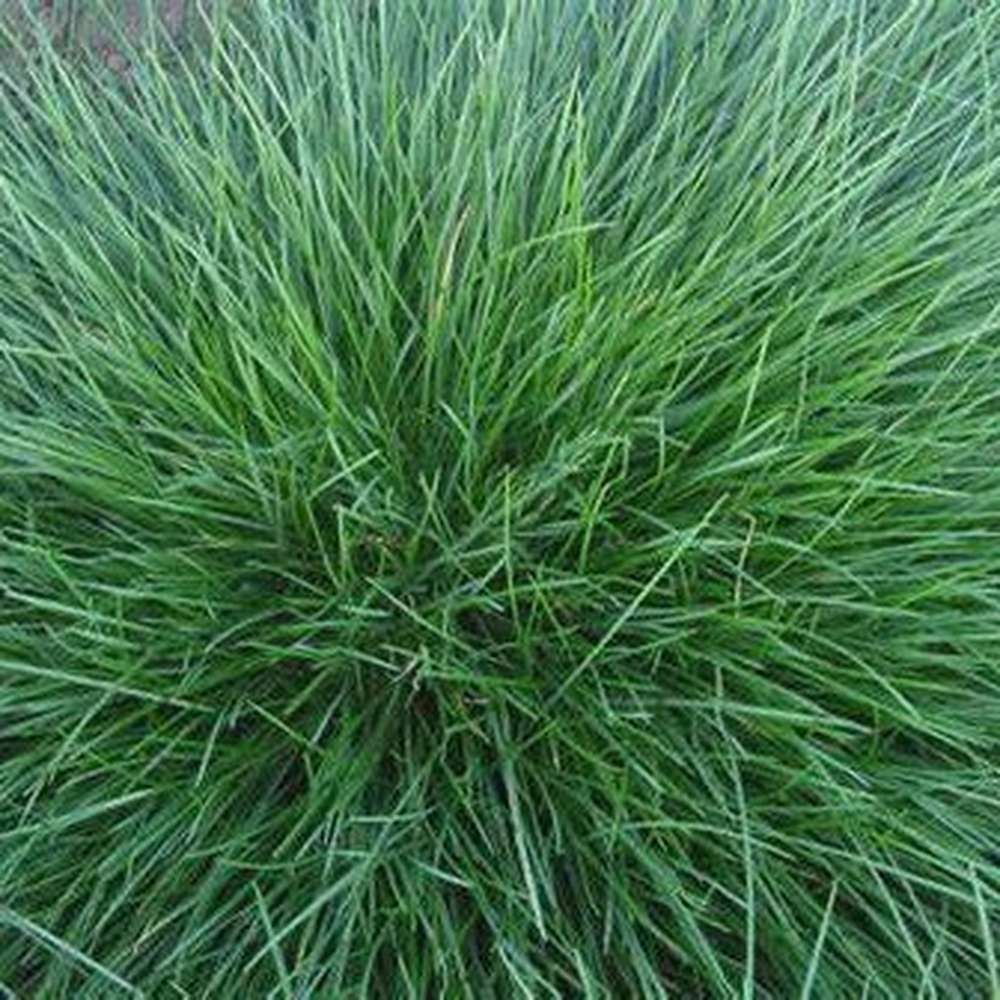Овсяница красная волосовидная (Festuca rubra trichophylla) | Газон365