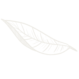 Rožu stādi - Parka rozes | Usmas Rozes