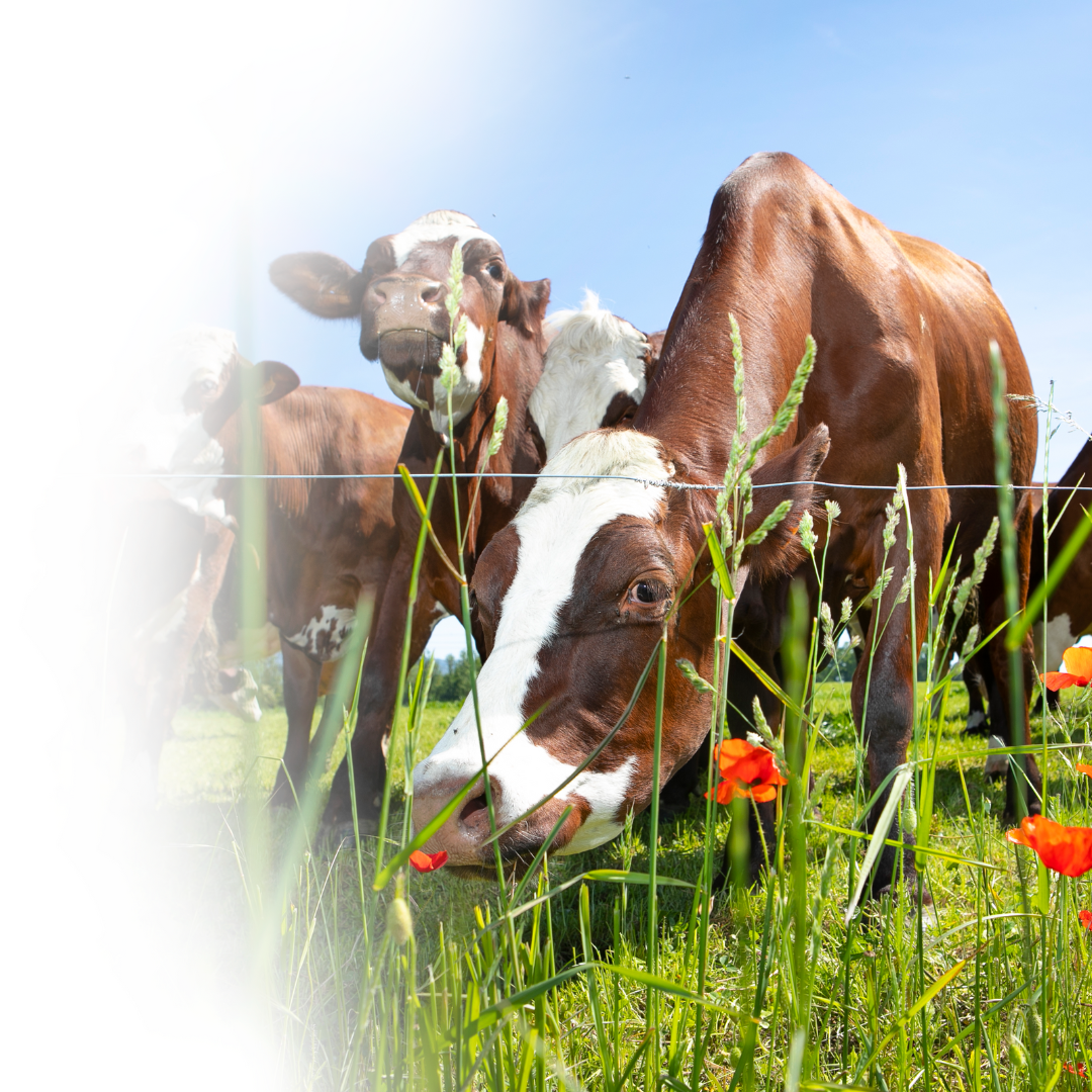 Интернет-магазин Meta Farm