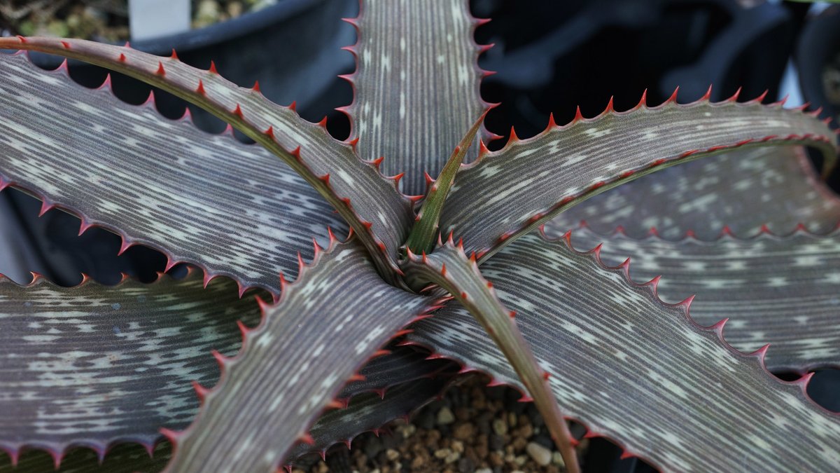 Aloe branddraaiensis (Алоэ брандрааийское) 2шт Сбор 24г