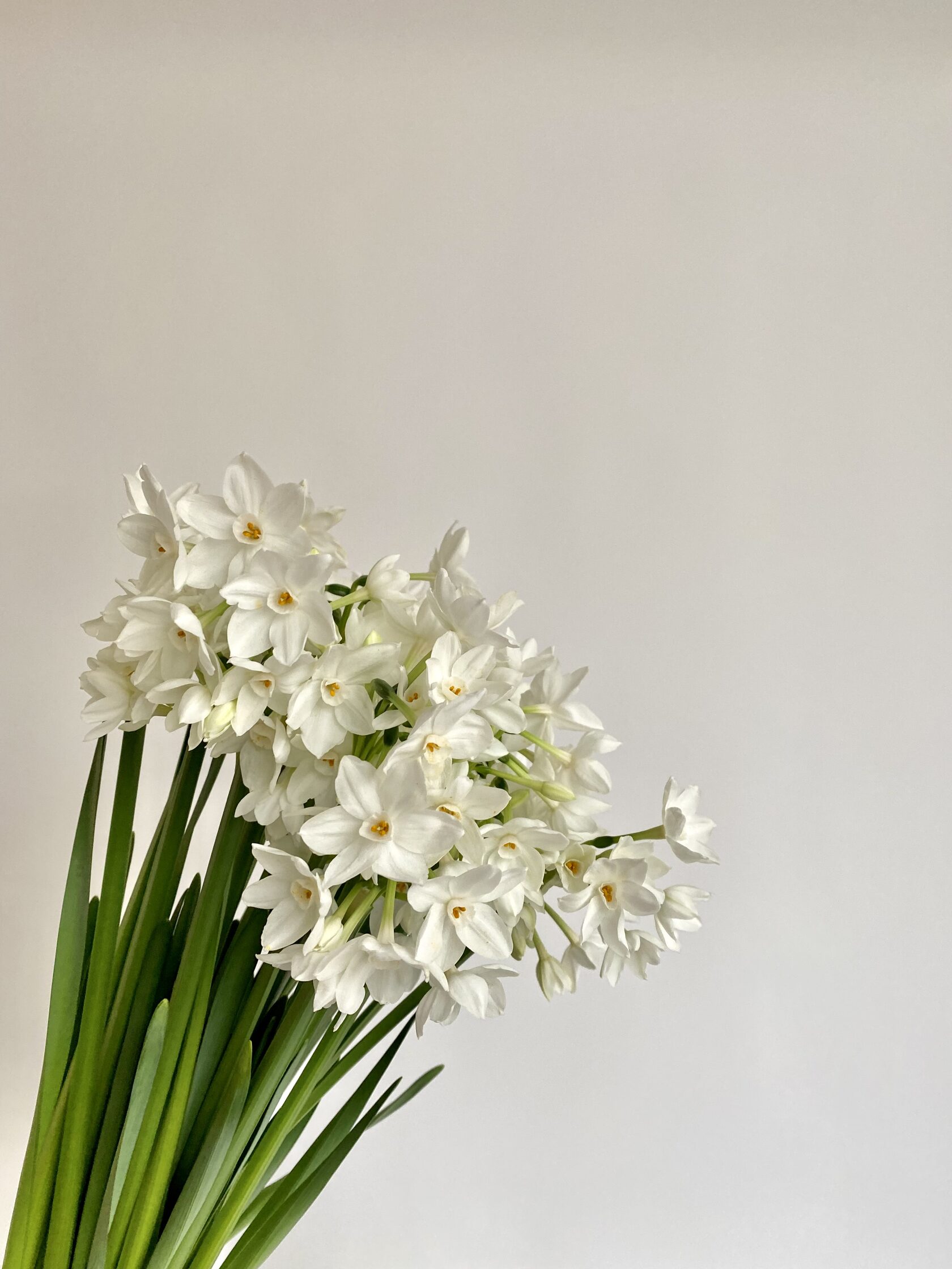Купить нарциссы — доставка букета с нарциссами в Москве | Kate’s flowers
