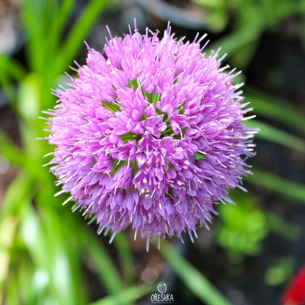 Allium nutans fresh seeds, Siberian chives, Blue chives | Oreshka seeds