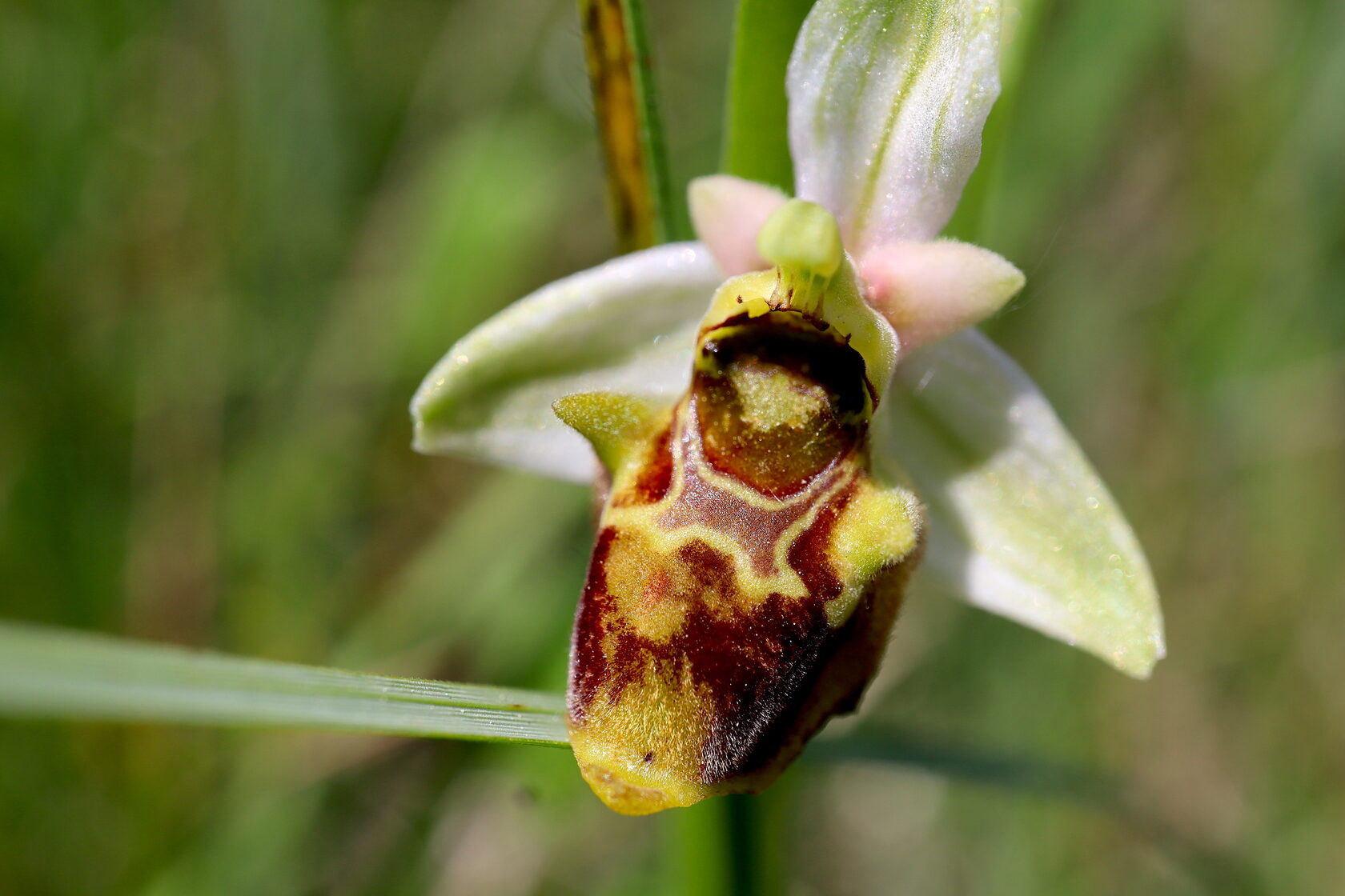 Refugium I Lokality I Orchidejové louky v Bílých Karpatech