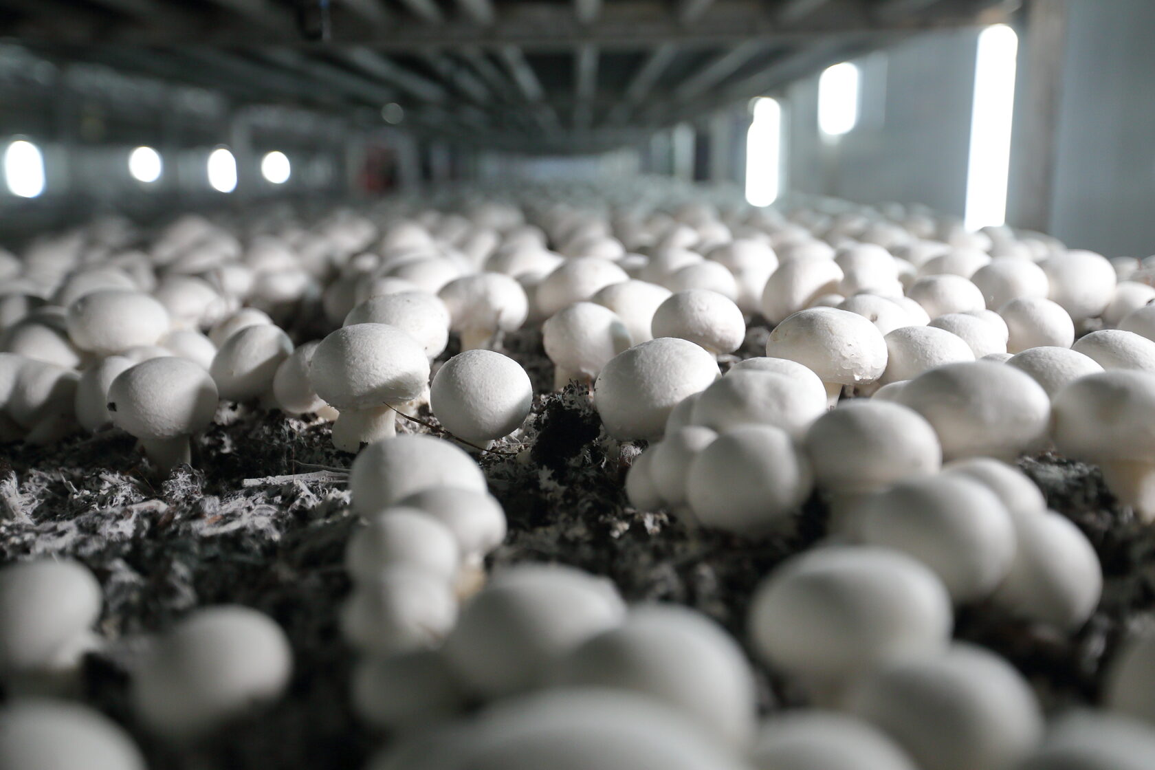Fungi Farm