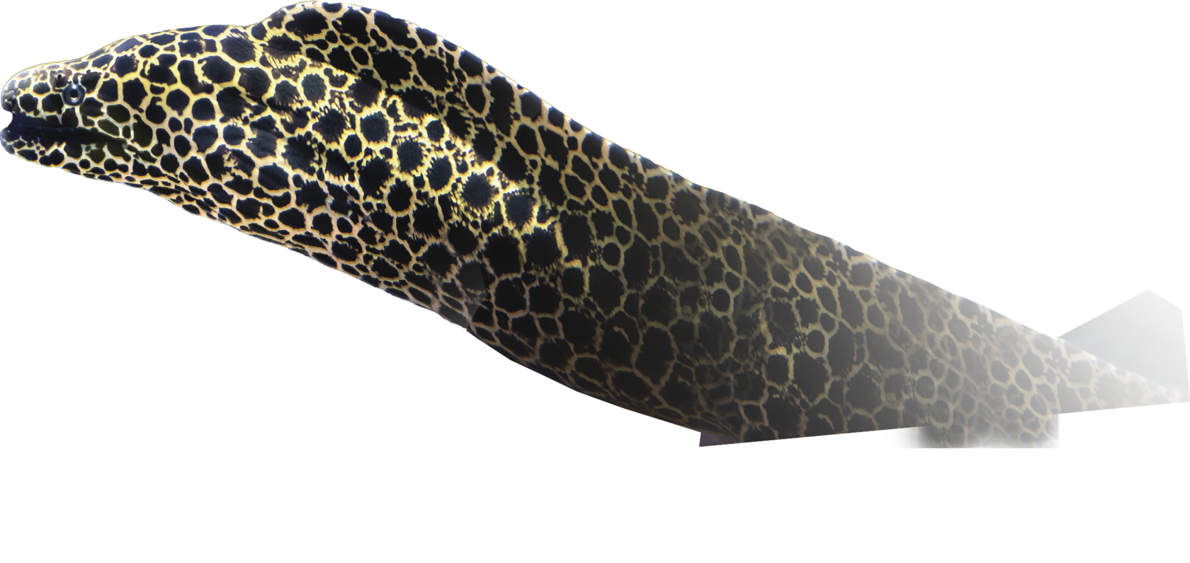 Воронежский океанариум. Приглашаем на программу "Страшно красивые"!