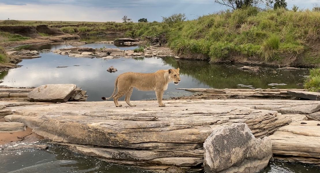 Правила поведения на сафари