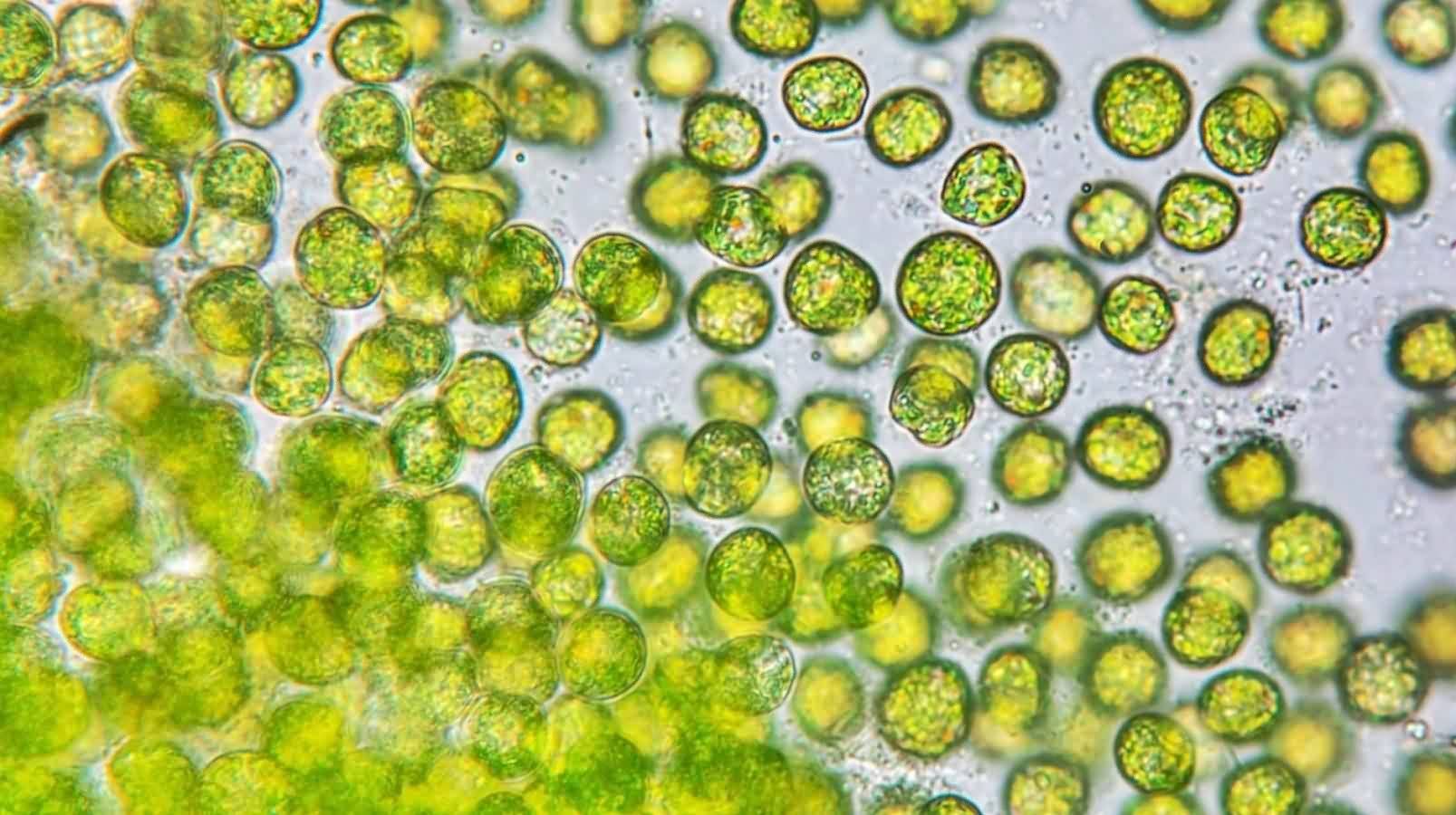 Для чего принимают жидкий хлорофилл? - NUTRIHEAL