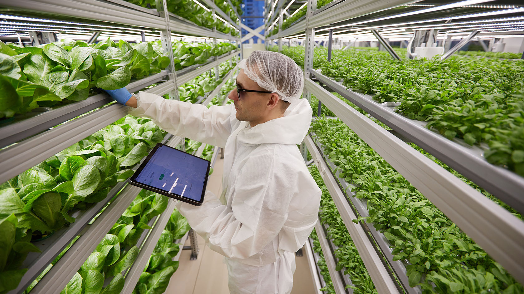 Artificial Intelligence helps identify plant diseases