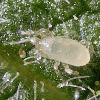 Энтомофаги