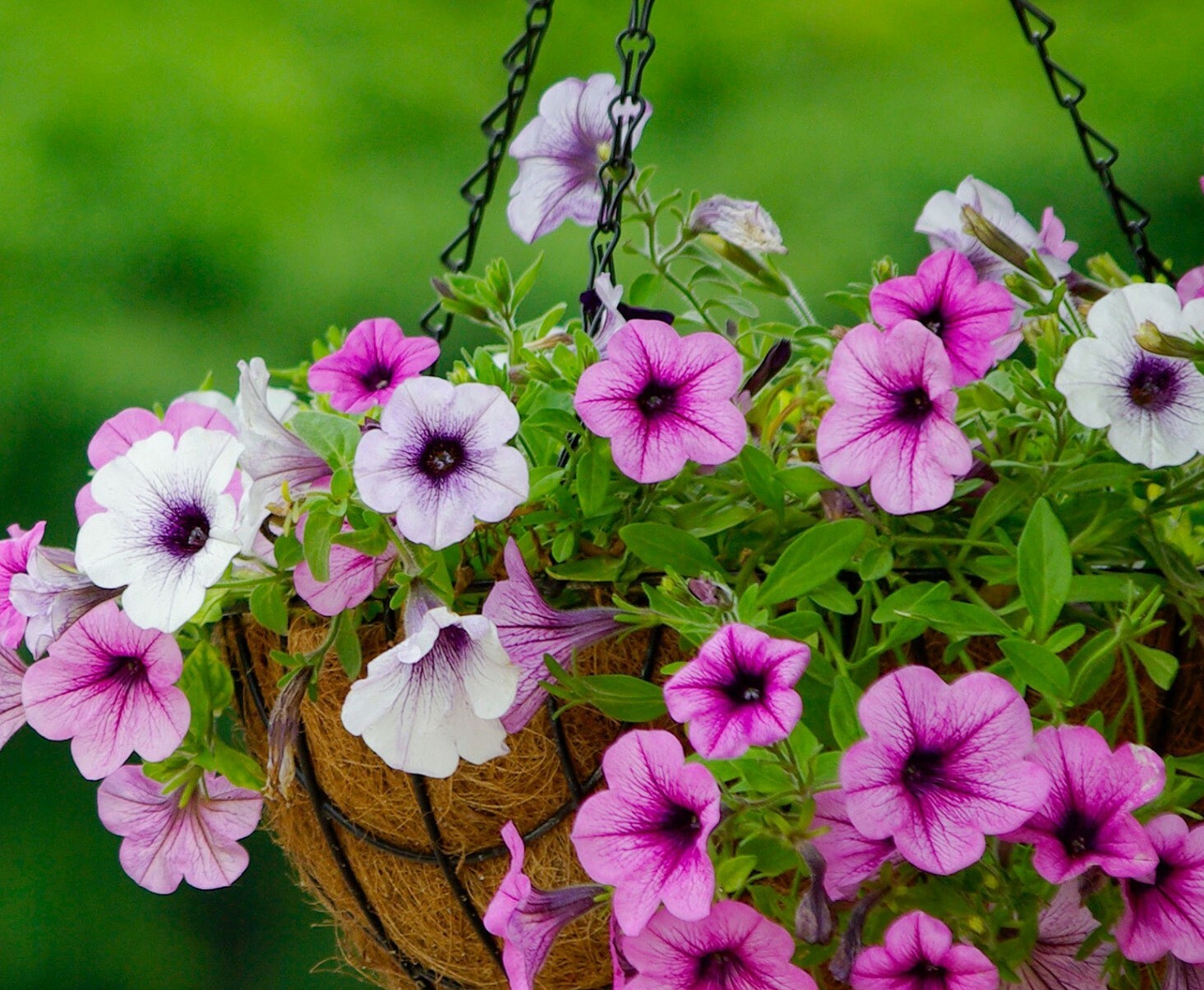 Floritel46
