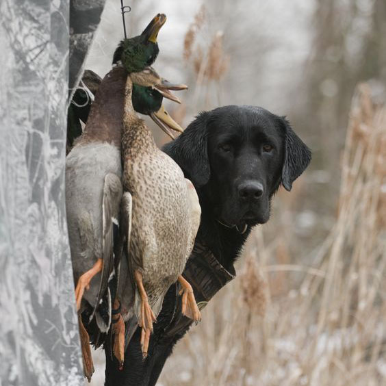 Gun Dog Trainer