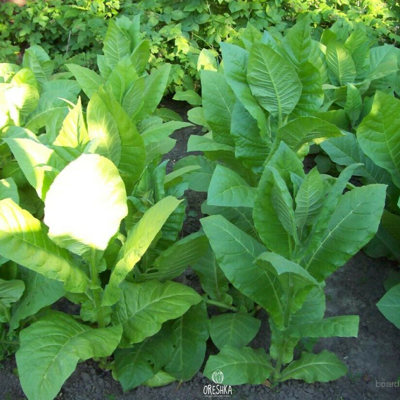Tobacco American 572 fresh seeds, Nicotiana tabacum | Oreshka seeds