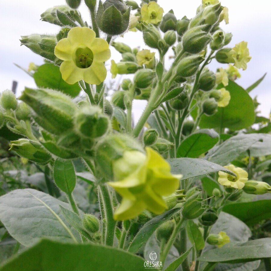 Tobacco Yellow 103 Shag fresh seeds, Nicotiana rustica | Oreshka seeds