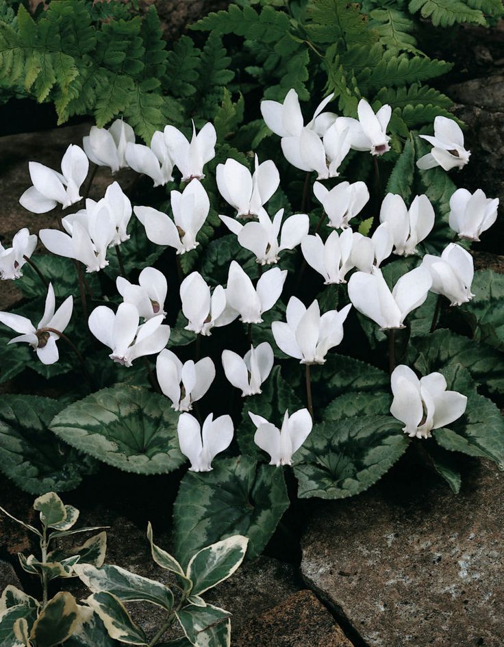 Cyclamen coum var. albissimum (Цикламен косский Альбиссимум) 1шт Сбор 23г