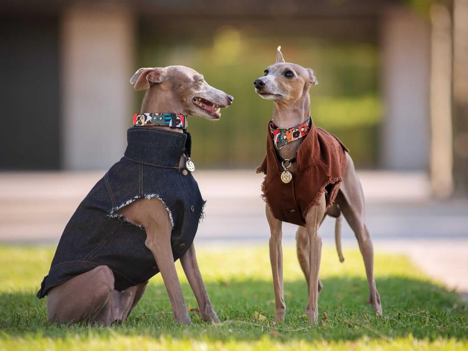 Фотостудия Dogoholics