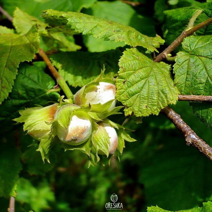 Hazelnut Circassian var. of kerasund fresh seeds, Corylus avellana ...