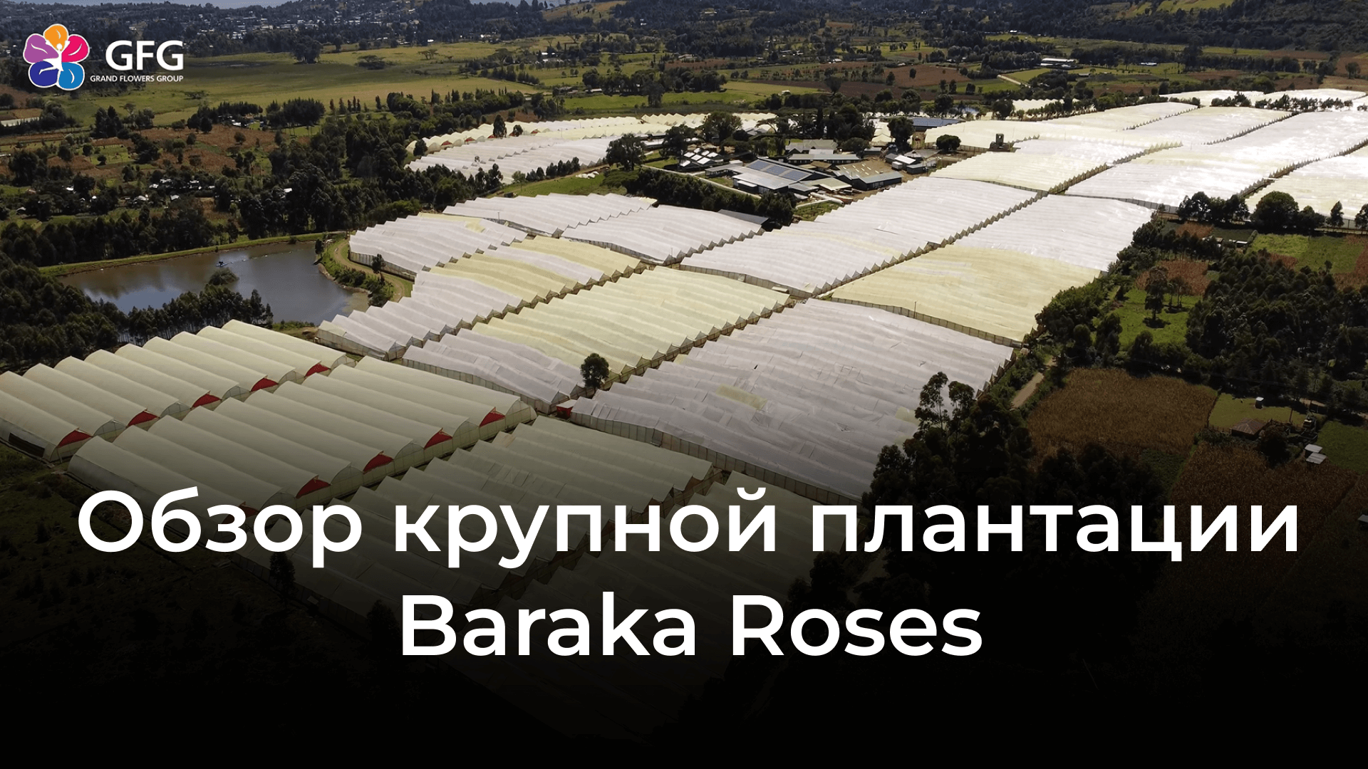 Плантация Baraka Roses: рассказываем все самое интересное в одном обзоре