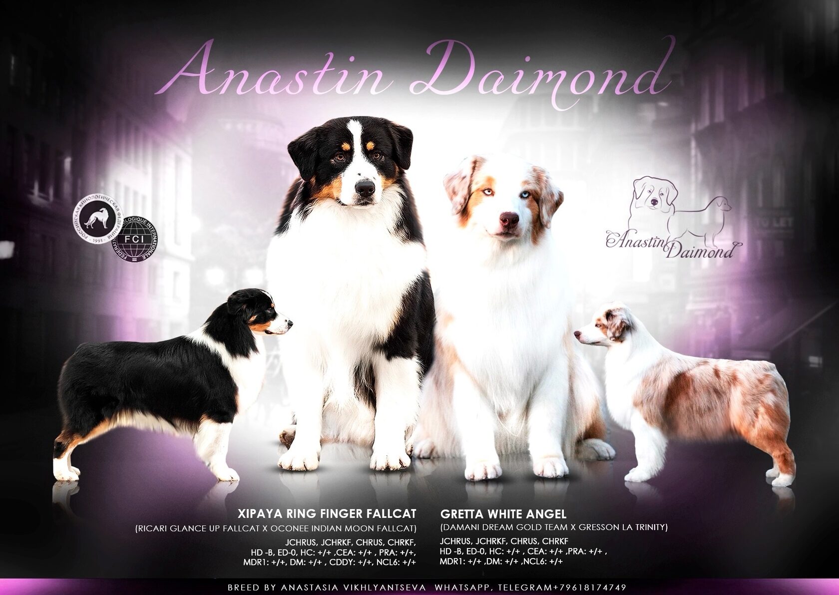 Помёт "Л" австралийской овчарки (аусси) купить - питомник Anastin Daimond