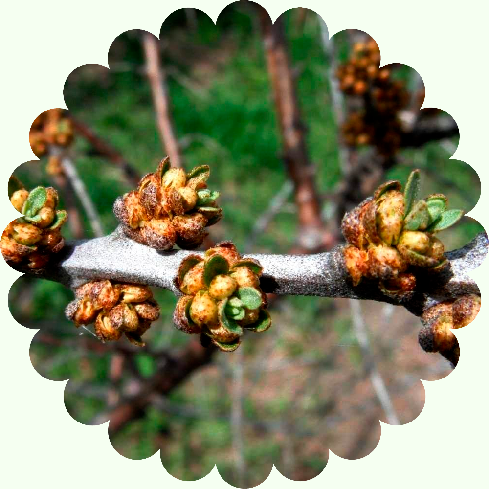 Облепиха Алей (мужской сорт)