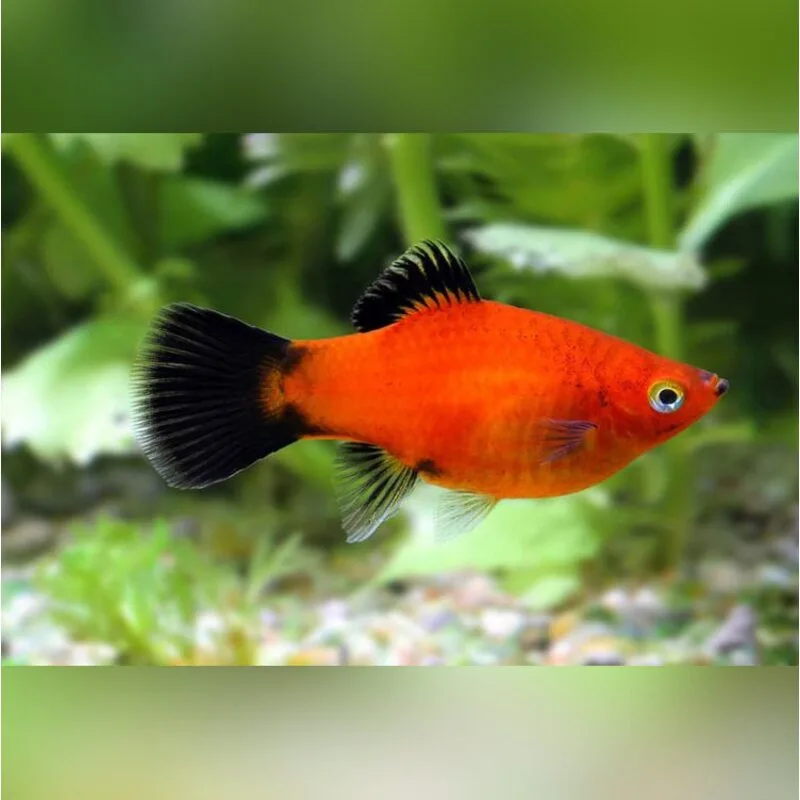 рыбка аквариумная: Пецилии