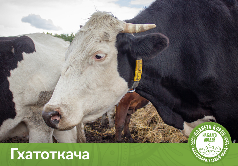 Быки