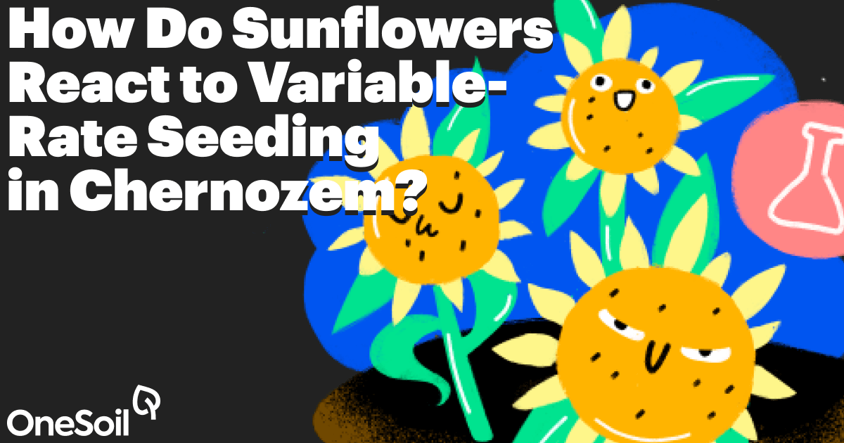 Improving Sunflower Yield: Experiment on Two Fields - Failed