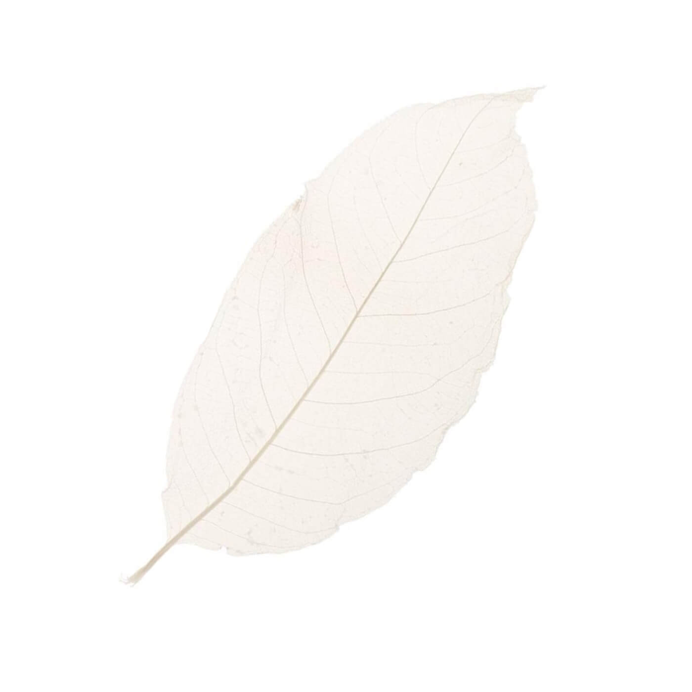 Skeletonized leaves 10 pcs/pack 15-20 cm.