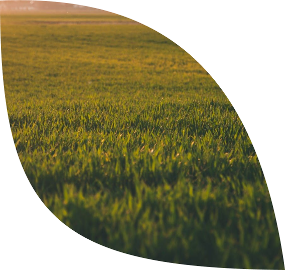 Lider w zakupie i sprzedaży produktów rolnych | biograin