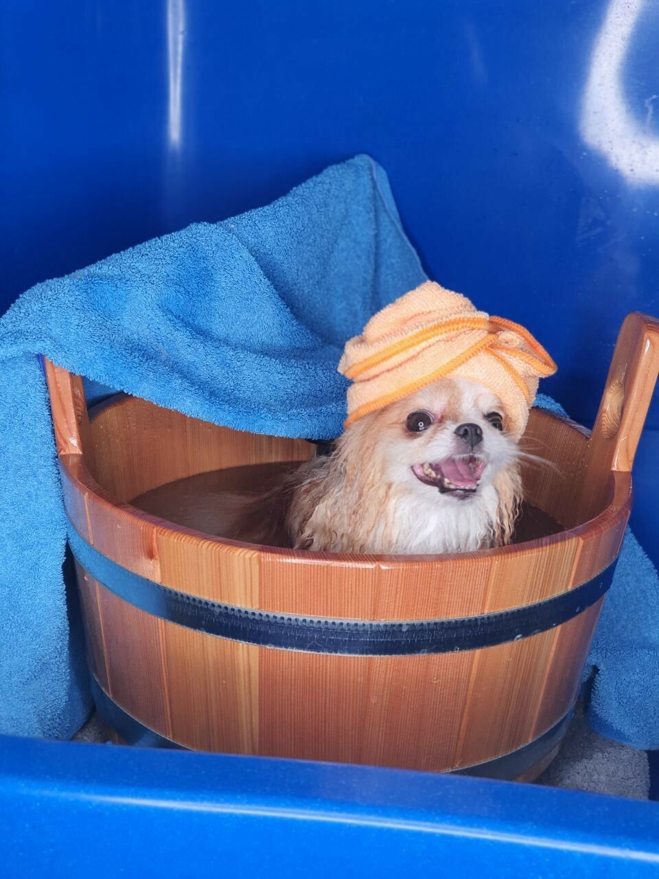 СПА для собак - недорогая цена на груминг в салоне Animal SPA в Истре ...