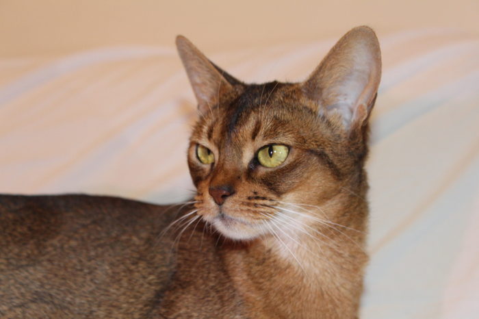 Abyssinian kittens for sale, Cats Breeder NY