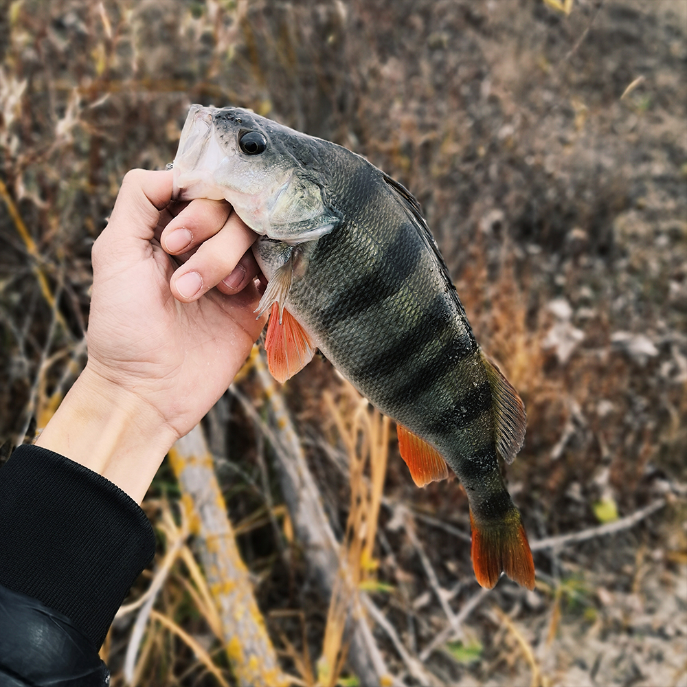 Силиконовые приманки Jiggalo