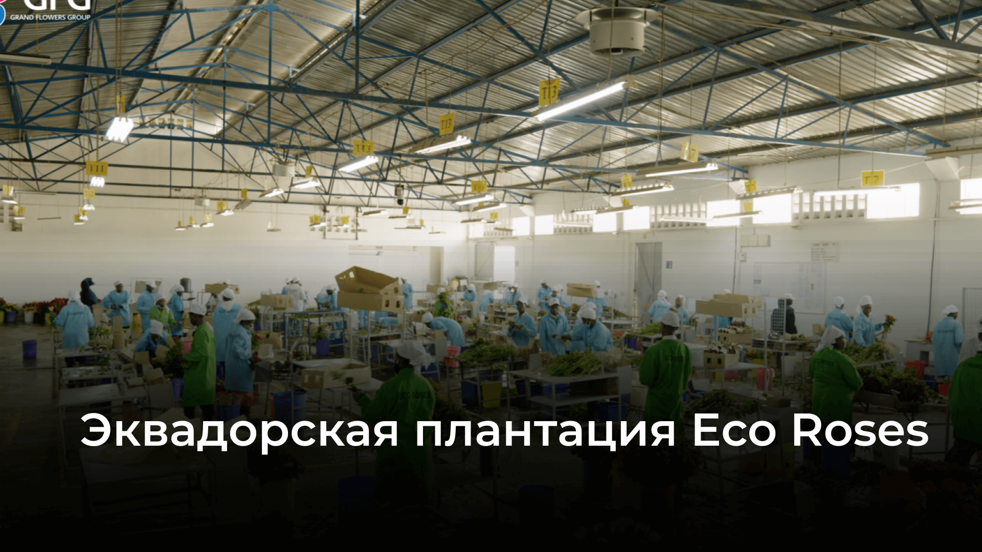 Плантация Eco Roses: одна из лучших ферм Эквадора с потрясающими розами