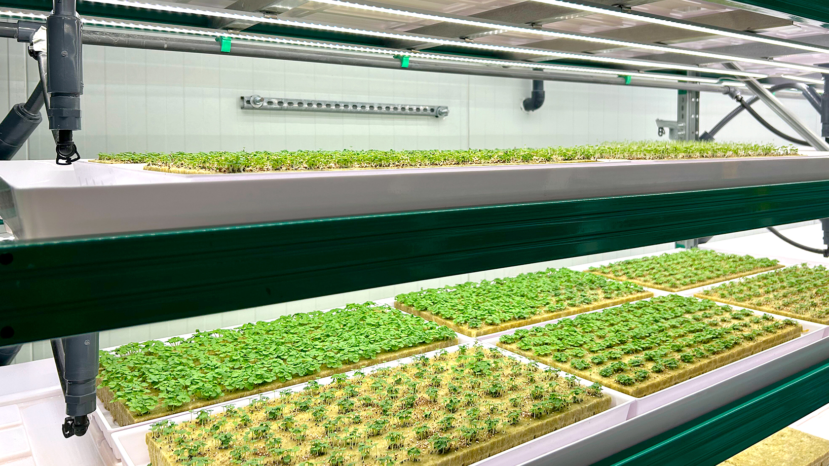 Dubai opens the first vertical farm with iFarm technologies in the UAE | AgriTechTomorrow