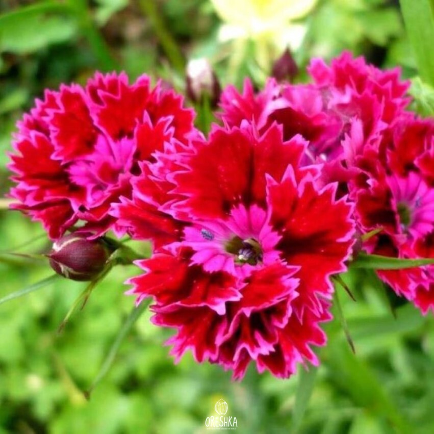 Buy Organic Seeds of Carnation Imperial Dianthus - Oreshka Seeds