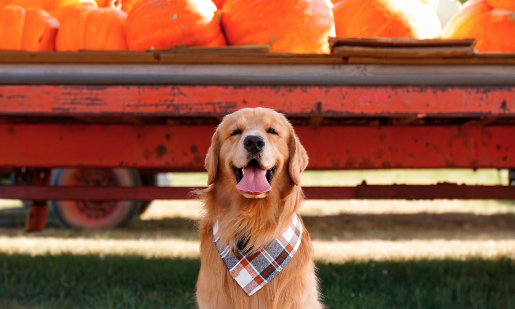 Top Pet Influencers: The Petfluencer Revolution