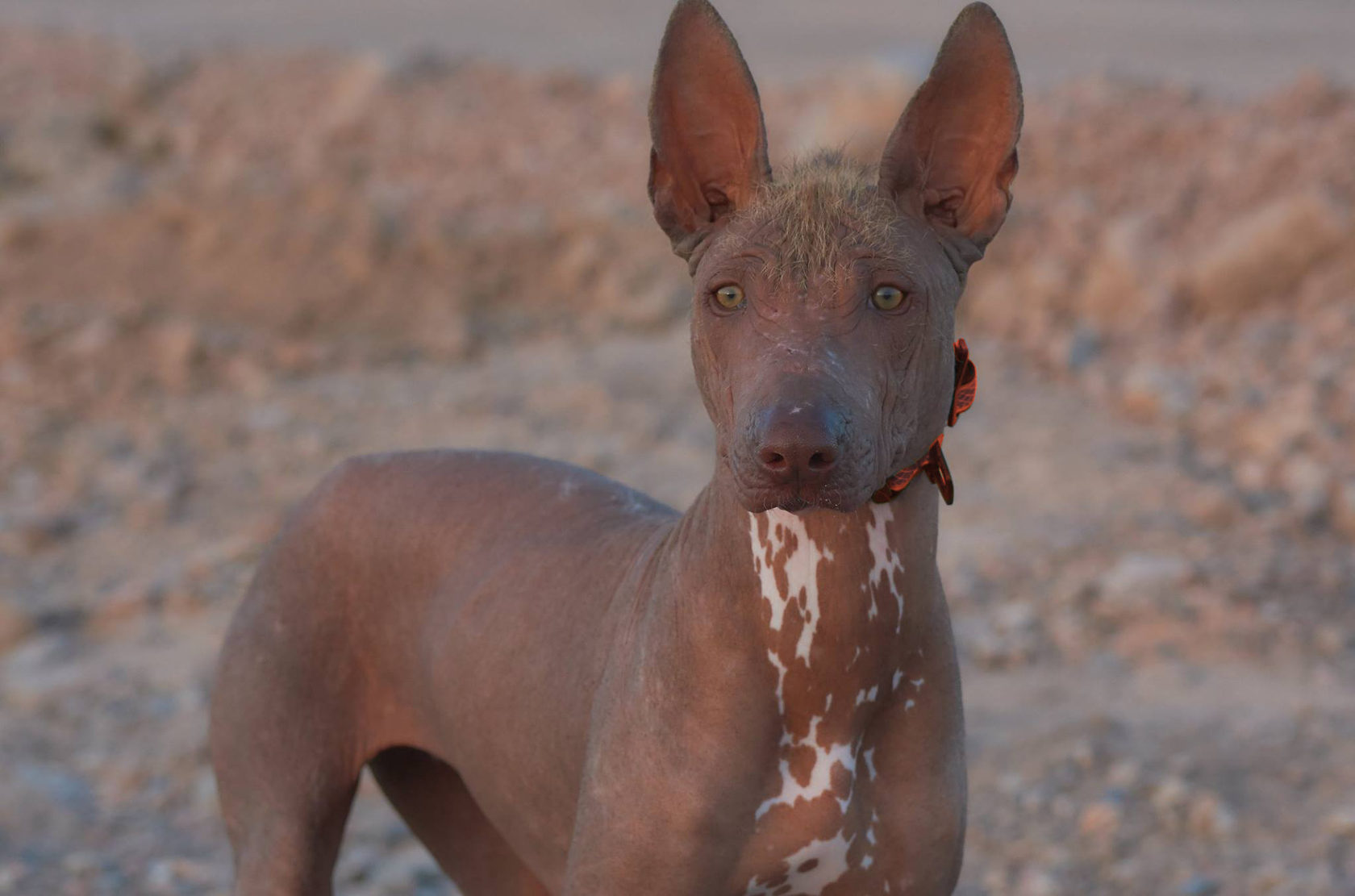 Criadero de la raza xoloitzcuintle