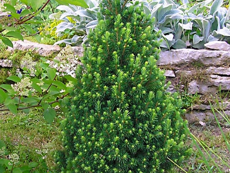 Ель канадская (Picea canadensis, glauca, alba), ее лучшие формы | Блог ...