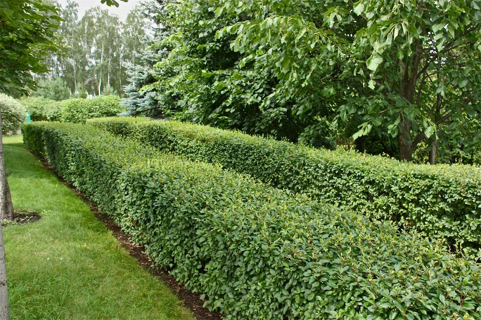 Лиственные кустарники