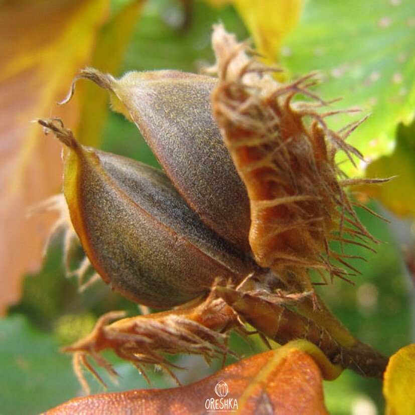 Fagus sylvatica fresh seeds, European beech seeds || Oreshka seeds