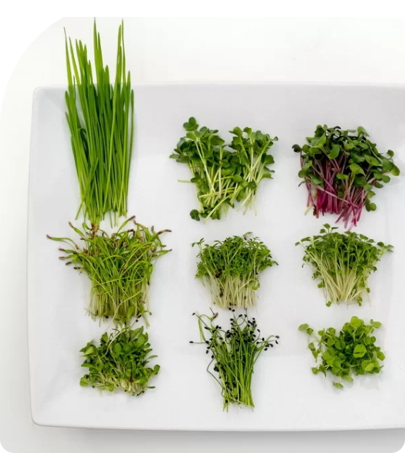 Bio Eco Alimente - semințe și germinatoare pentru germeni și micro plante