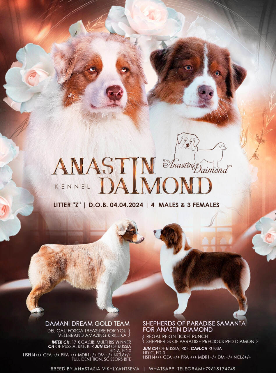 Помёт "З" 2024 австралийской овчарки (аусси) купить - питомник Anastin ...