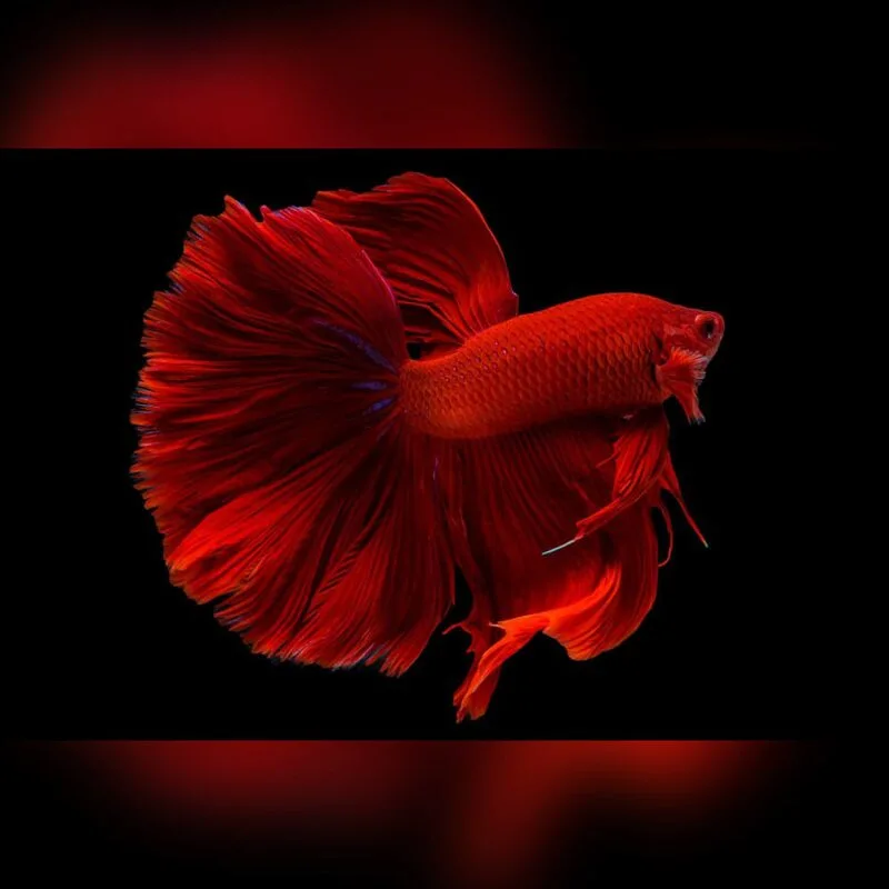 рыбка аквариумная: Петушок